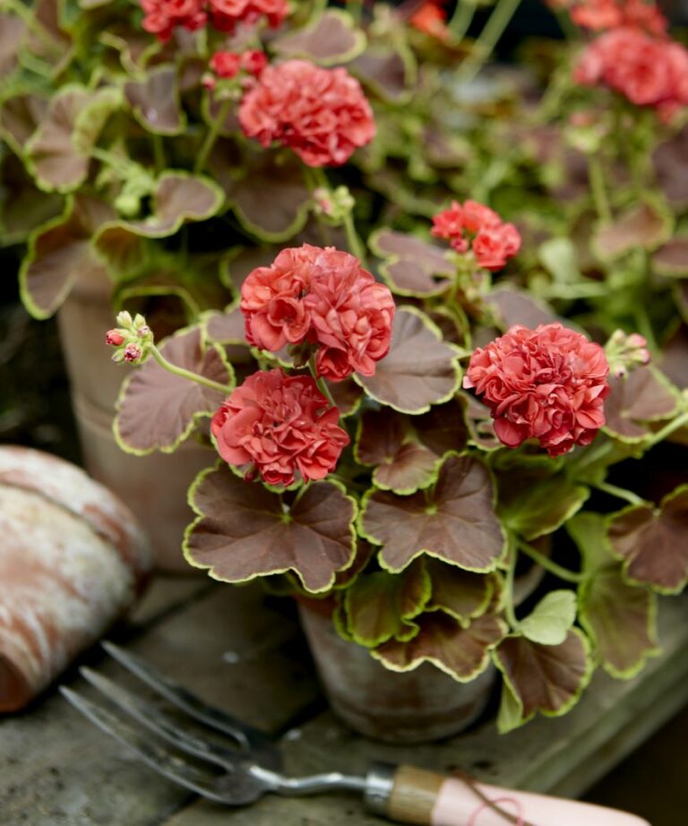 L’univers des géraniums : variétés et utilisations › Mon Geranium (fr)