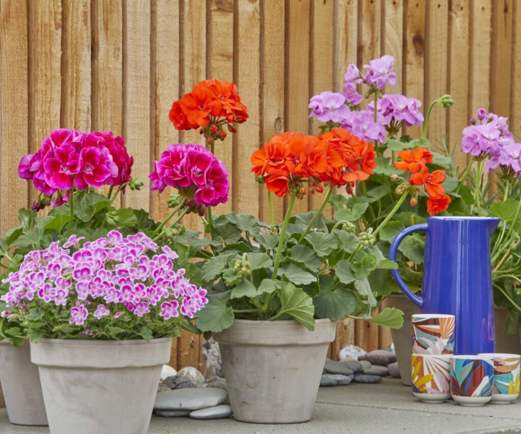 L’univers des géraniums : variétés et utilisations › Mon Geranium (fr)