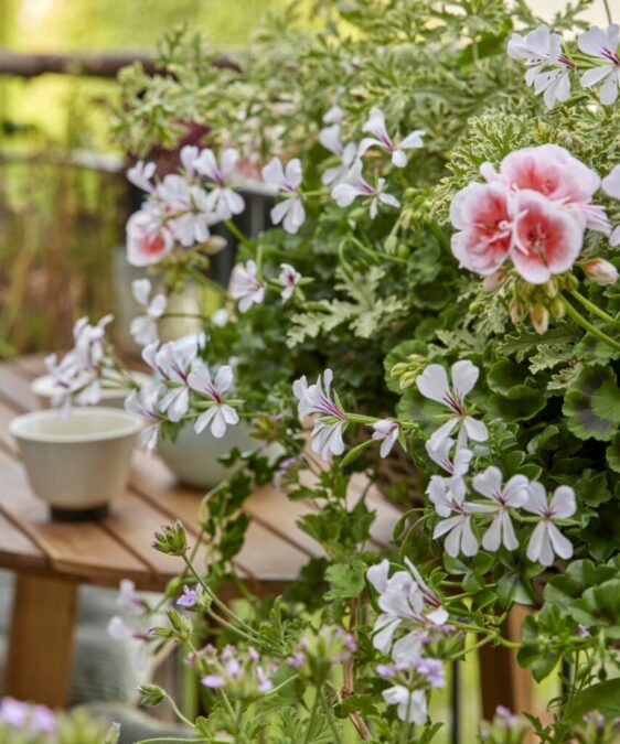 Quels sont les meilleurs géraniums ? Des géraniums en pots d’argile disposés sur une vieille ...